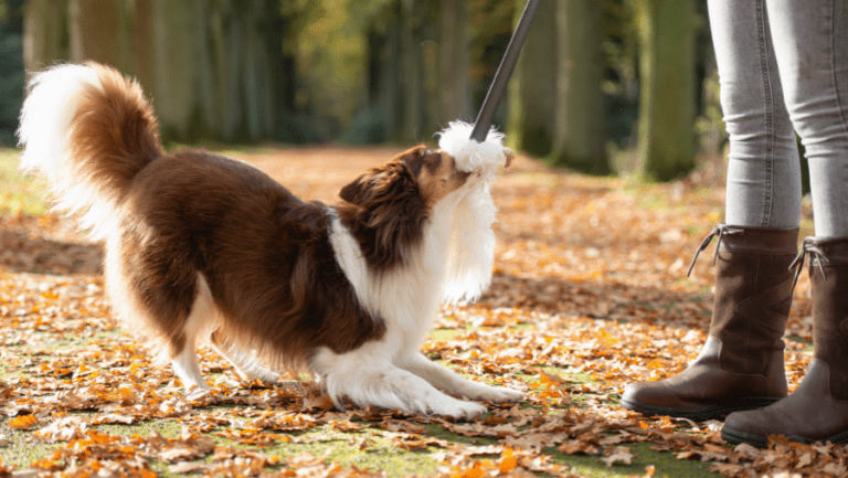 Tour de France of the 10 best dog parks