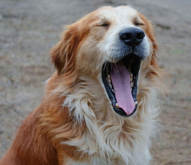 Camping les Dinosaures - (Vendée, 85) - EmmeneTonChien.com